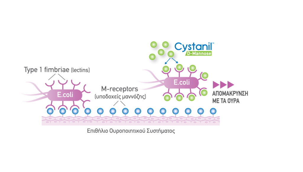 Ισχυρός σύμμαχος στη θεραπεία της ουρολοίμωξης | Cystanil D-Mannose